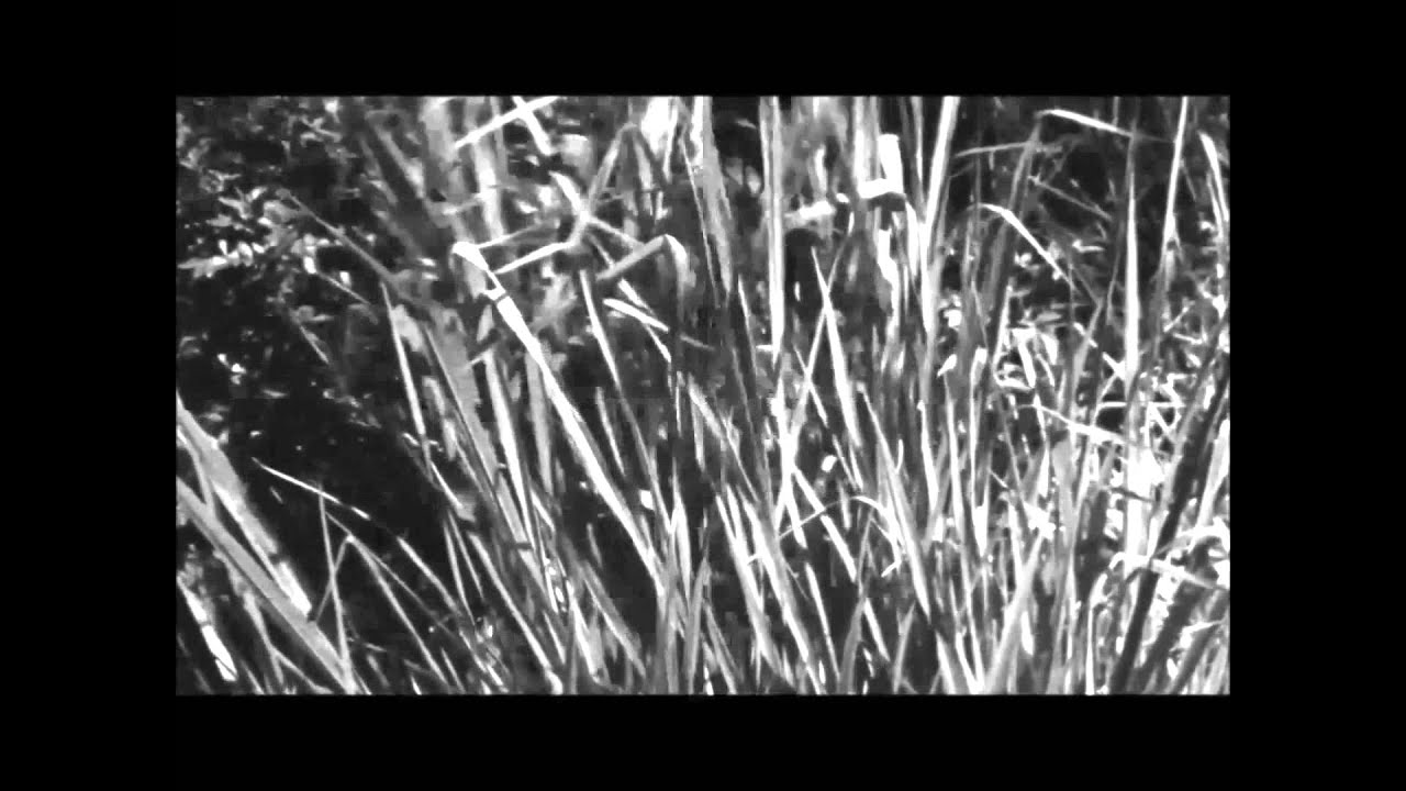 THE BREEDING GROUND BOOK VIDEO TRAILER -BL Breininger