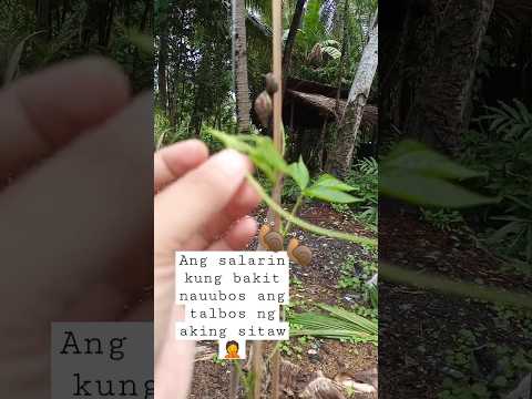 Snail na kumain sa aking bagong tanim na sitaw. #plant #snailproblem #backyardgarden #snail