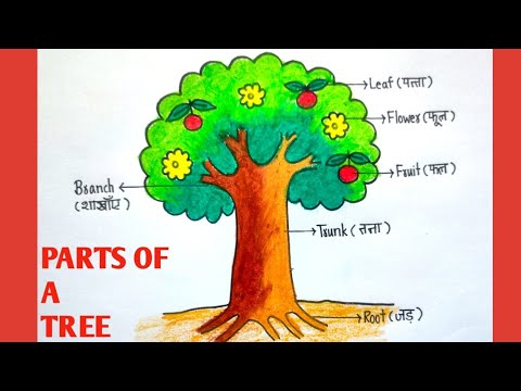 tree drawing|parts of tree|part of tree