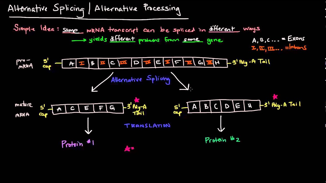 Alternative Splicing / Alternative Processing (Eukaryotes)