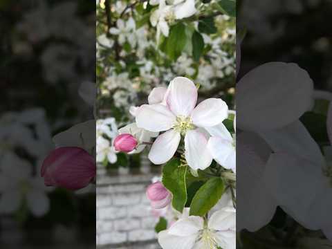 ukrainian apple trees #bloom #flowers #beautiful #nature #spring #ukraine