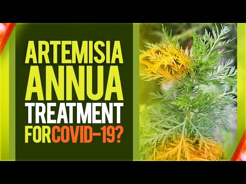 Artemisia annua COVID-19 Treatment or Not? #hydroxychloroquine #artemisia #covid19