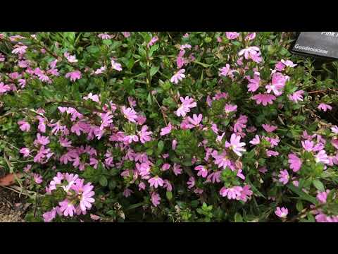 Scaevola aemula - The Fairy Fan Flower How to Grow this and Other Scaevola Species
