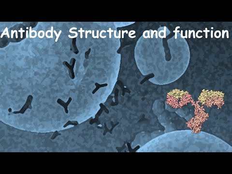 Antibody structure and function