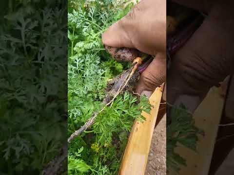 How Long Do Carrots Take to Grow?! #carrots #gardening