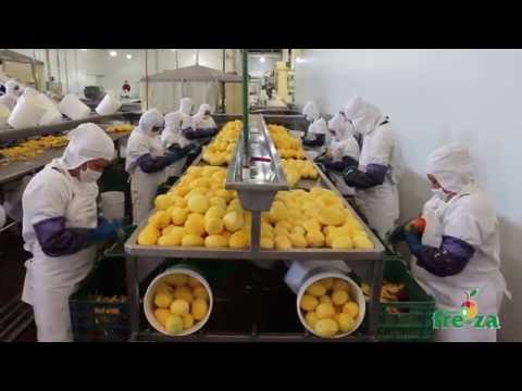 Proceso de Mango Grupo Freza