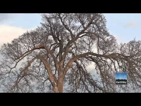 What is Biomimicry?