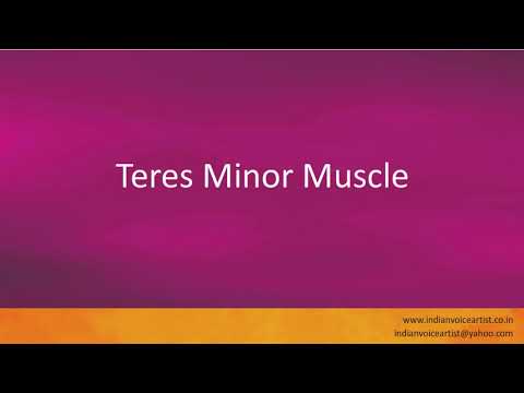 Pronunciation of the word(s) "Teres Minor Muscle".
