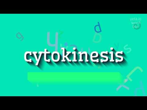 How to say "cytokinesis"! (High Quality Voices)