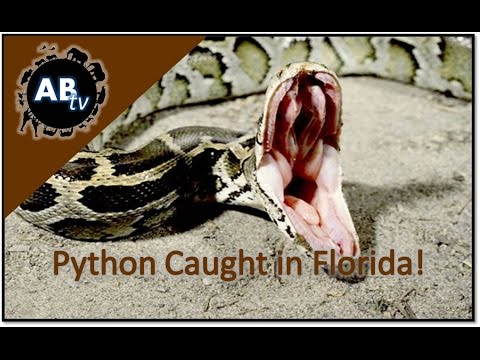 Python Caught in Florida! The Adventurer: AnimalBytesTV
