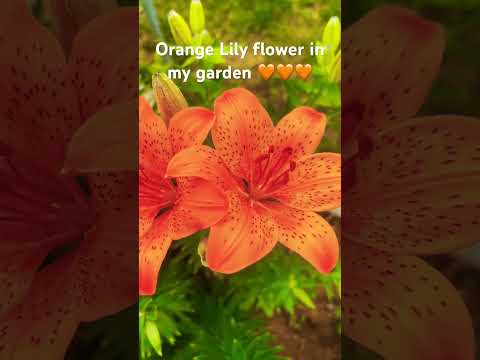 Lily flower #shorts #viral #video #orange #lily #flowers #beautiful #lilium #love #laniwonderwoman