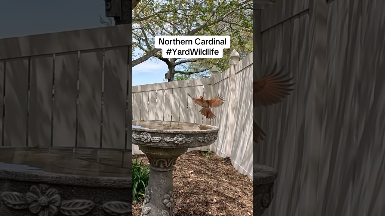 A northern cardinal lands for a bath