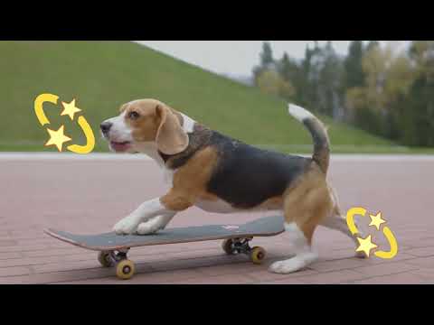 Dogs Doing Cute Things – Lee Duigon