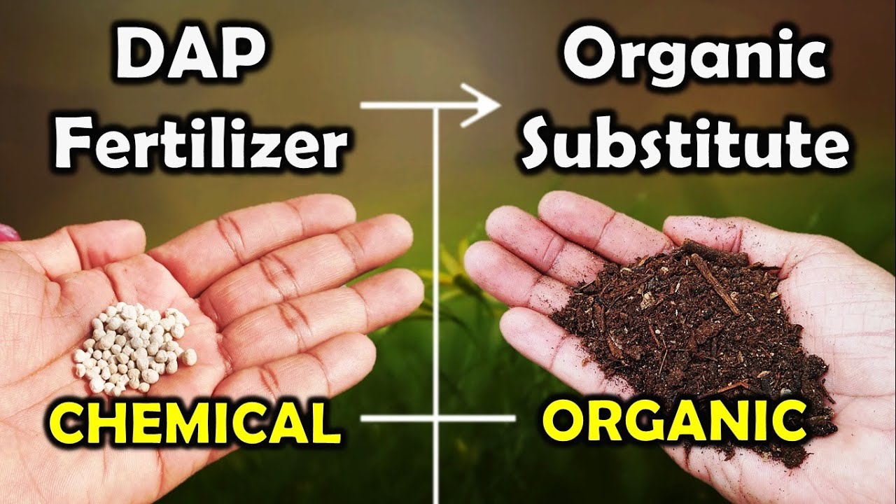 What is dap fertilizer, DAP