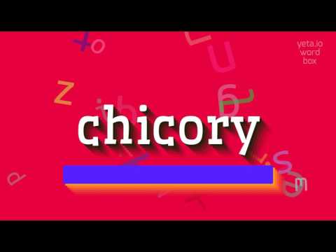 How to say "chicory"! (High Quality Voices)