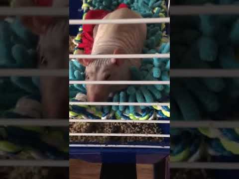 My rat boggling