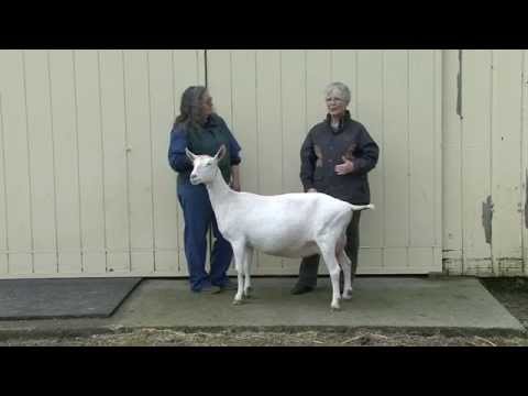 Dairy Goat Body Condition Scoring
