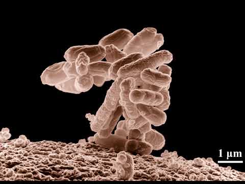 Escherichia coli | Wikipedia audio article
