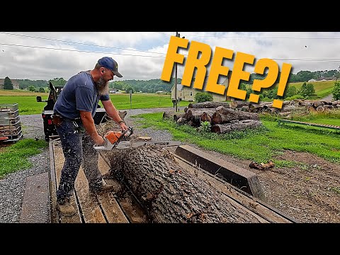 This FREE Walnut Log Could Be Worth Thousands!