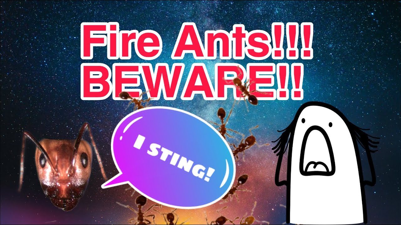 Fire Ants! Beware! Don't Try This At Home😳😱 #fireants #shorts #dangerous #nature