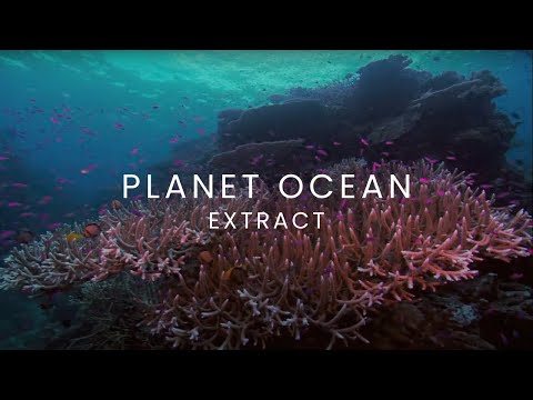 PLANET OCEAN [EN] Extract - Coral