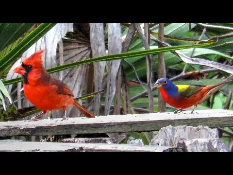 Cardinals Painted Buntings and Blue Jays Backyard Update