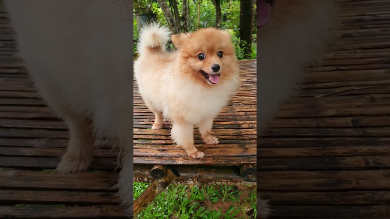 Small dog - 075