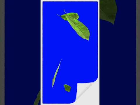 Free Template Video Background | Falling Tree Leaves | Falling Leaves | #shortvideo #shorts #short