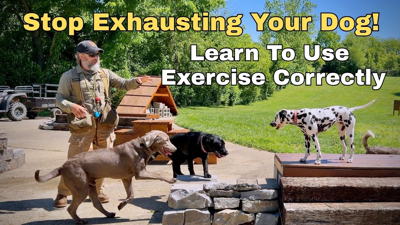 Why Structured Exercise Beats Exhaustion For Training High Energy Dogs