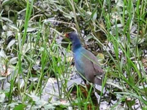 Tingua Azul en Humedal Santa María del Lago - Fundación Humedales Bogotá
