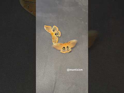 2 Polyphemus Moths