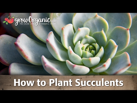 How to Plant Succulents