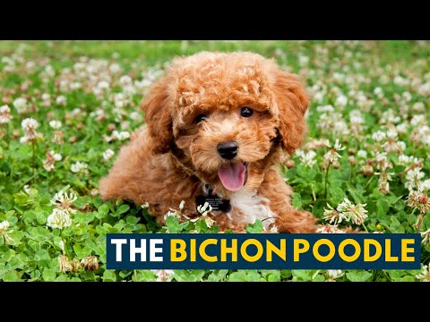 Bichon Poodle: A Pet Parent's Guide to The Teddy Bear-Like Poochon!