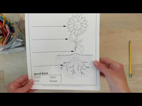 Kindergarten Science Printable | Parts of a Plant | First Grade Unit Study Printable