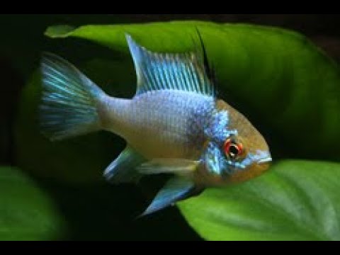 TOP 5 Electric Blue Rams tank mates you may NOT KNOW!!