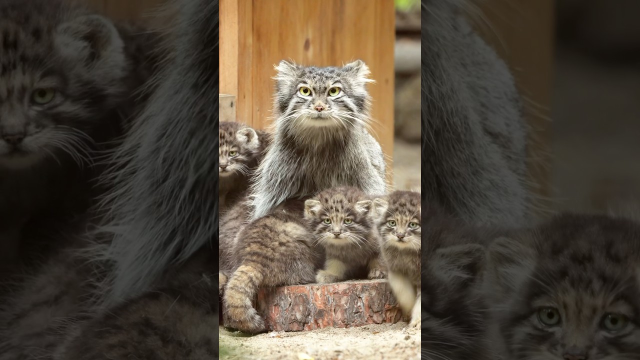 A Pallas's cat mom is talking to kittens 😸 #manul #pallascat
