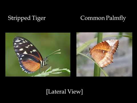 MIMICRY IN BUTTERFLIES | WORLD OF ZOOLOGY | ENGLISH