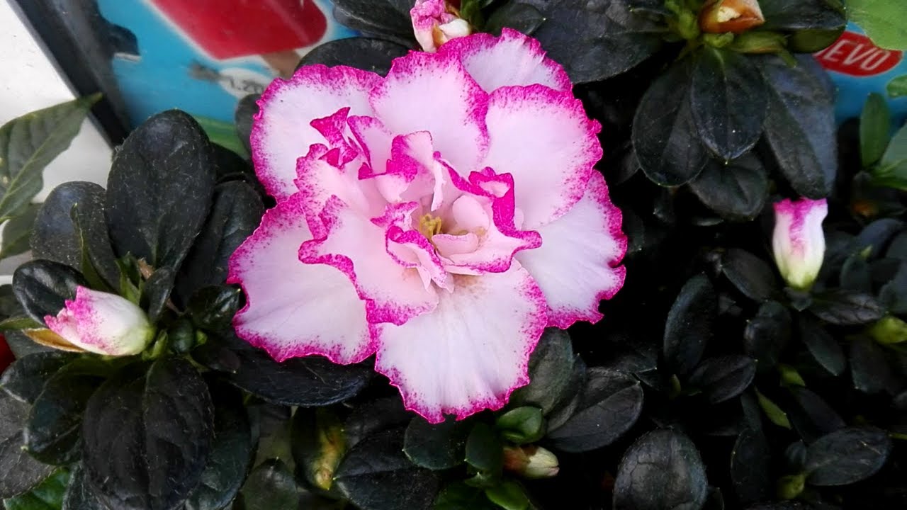 Dianthus caryophyllus (Clove pink)