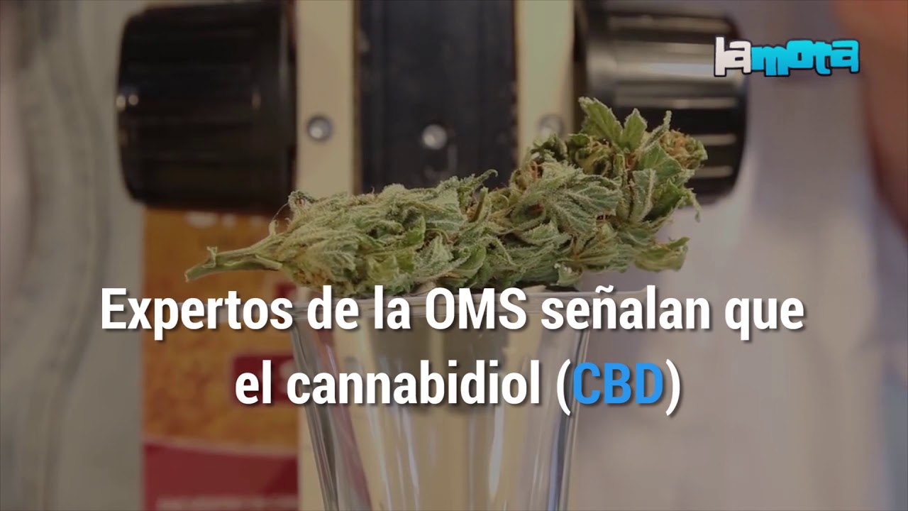 La OMS pide a la ONU la recalificación del cannabis