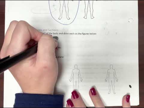 Lab 1, part 7 Language of Anatomy Body planes