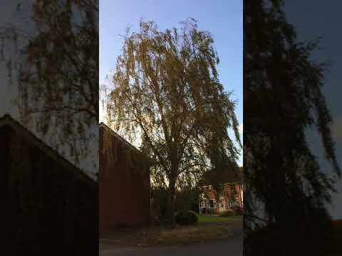 Silver Birch (Betula pendula) - tree - October 2017