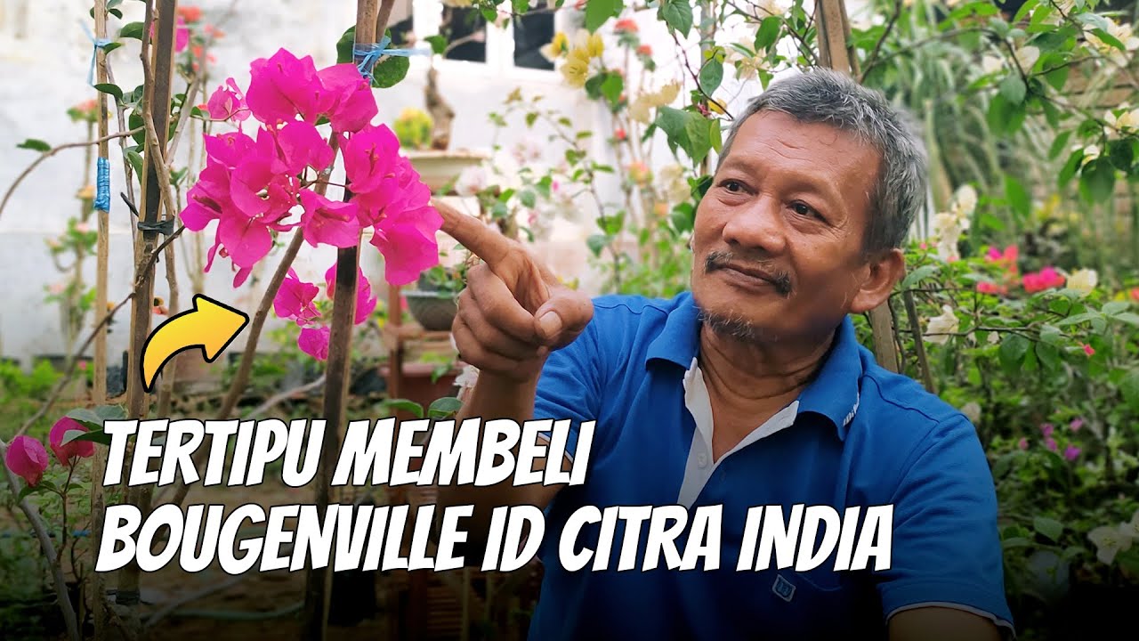 Tertipu Membeli Bougenville ID Citra India?!