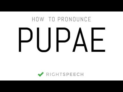 Pupae - How to pronounce Pupae