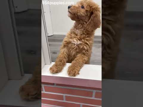 Moyen poodle, Female, Kendall