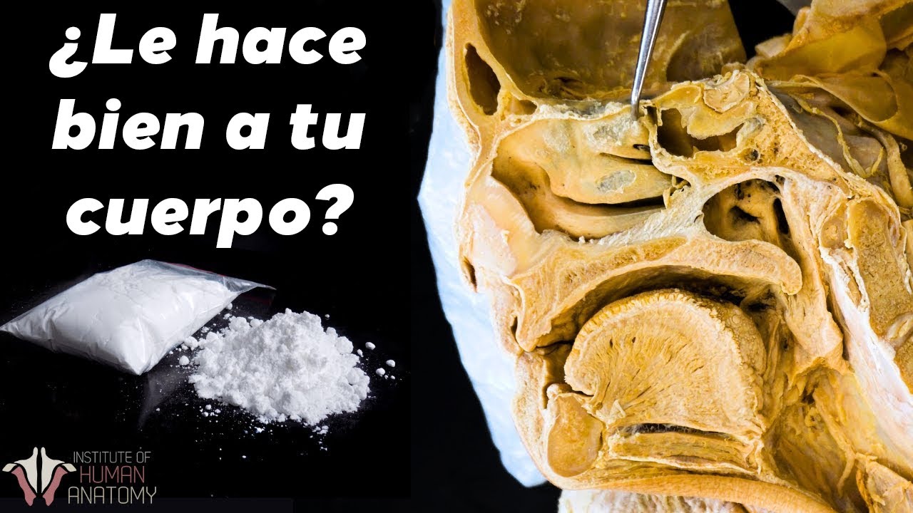 ¿Que le hace la COCAÍNA a tu CUERPO?