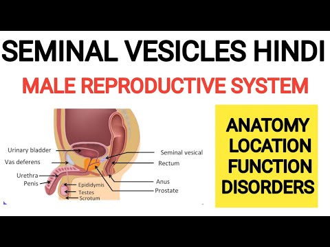 Testes || Seminal vesicle anatomy seminal fluid functions of Seminal vesicles || Male Reproduction