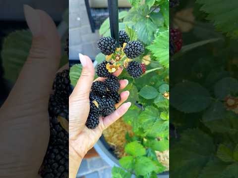 Growing Raspberries and Blackberries in containers!