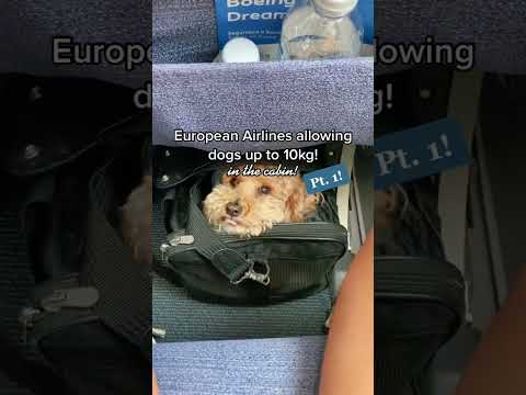 Dog Friendly European Airlines Allowing Up to 10kg!
