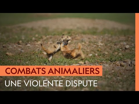 Cette querelle entre chiens de prairie est aussi cocasse que violente