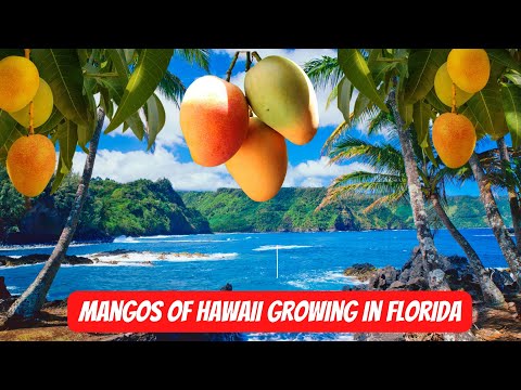 Mangos Of Hawaii That Grow In Florida